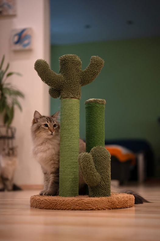 SCRATCHING CACTUS – Scratching-Cactus