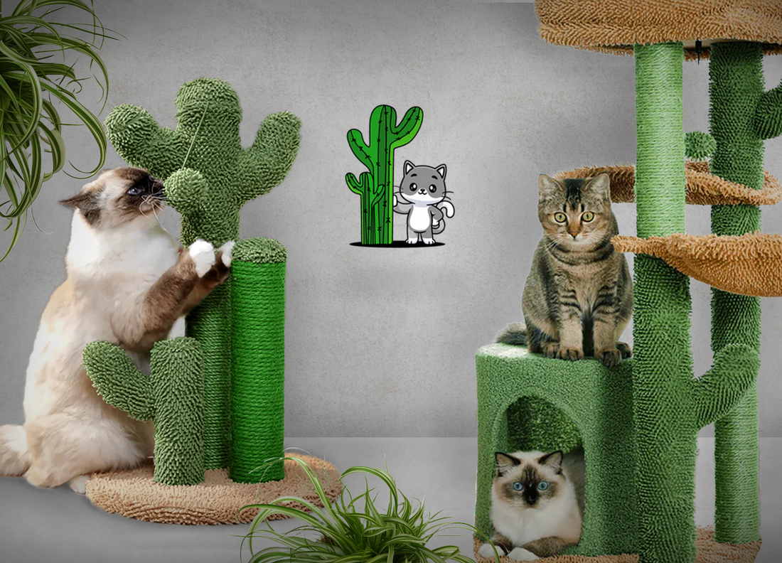 SCRATCHING CACTUS – Scratching-Cactus