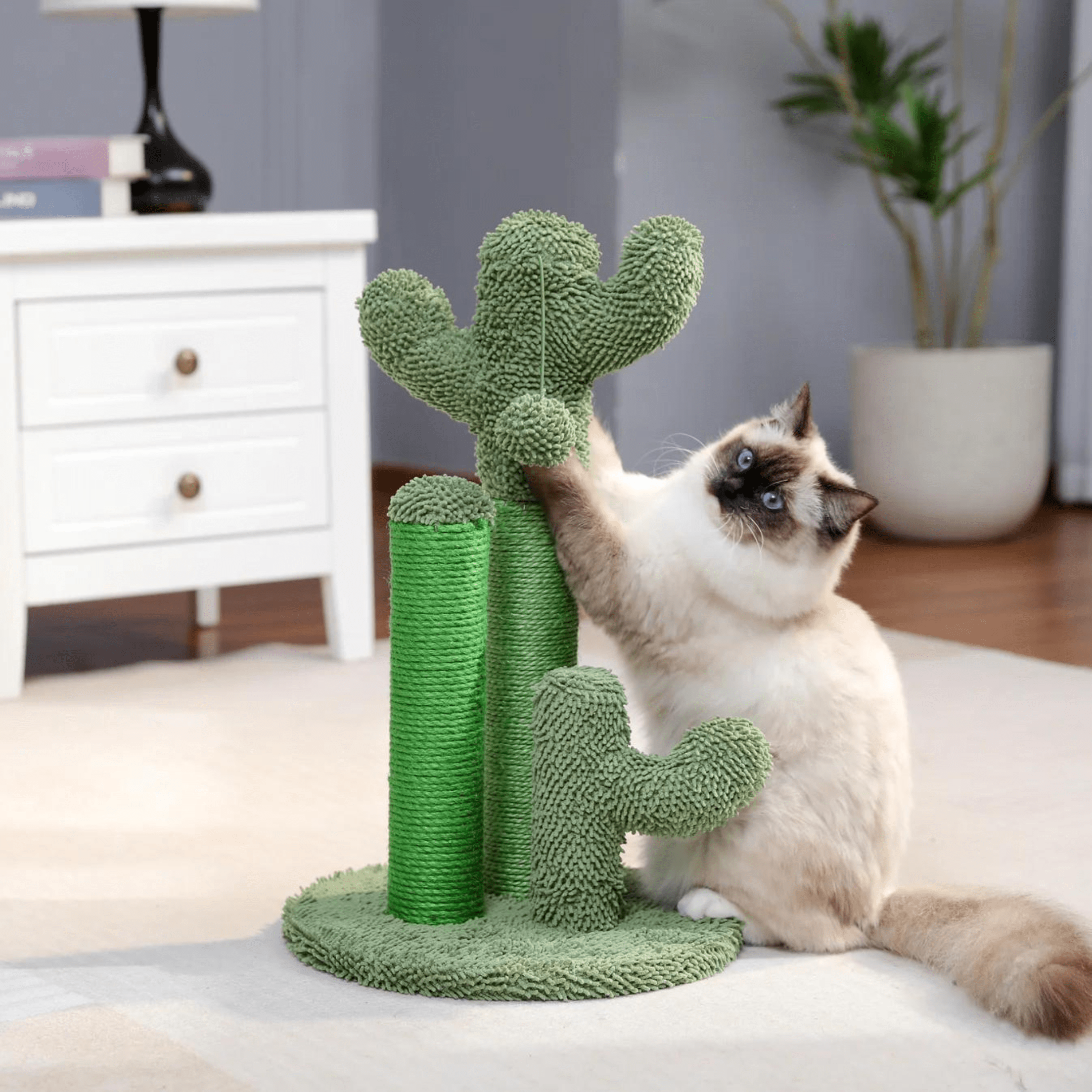 SCRATCHING CACTUS – Scratching-Cactus
