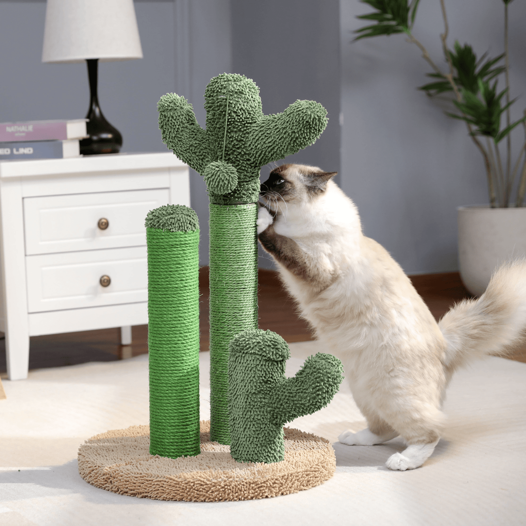 The Scratching Cactus – Scratching-Cactus